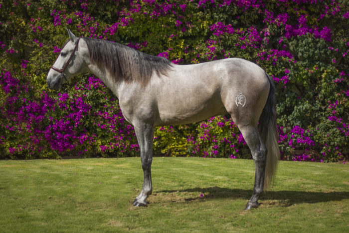 Yeguada | Horses